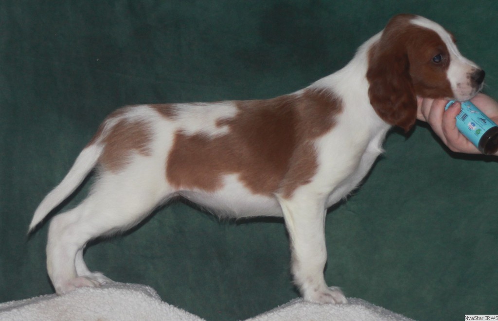 Past Litters at Nya Star Irish Red and White Setters